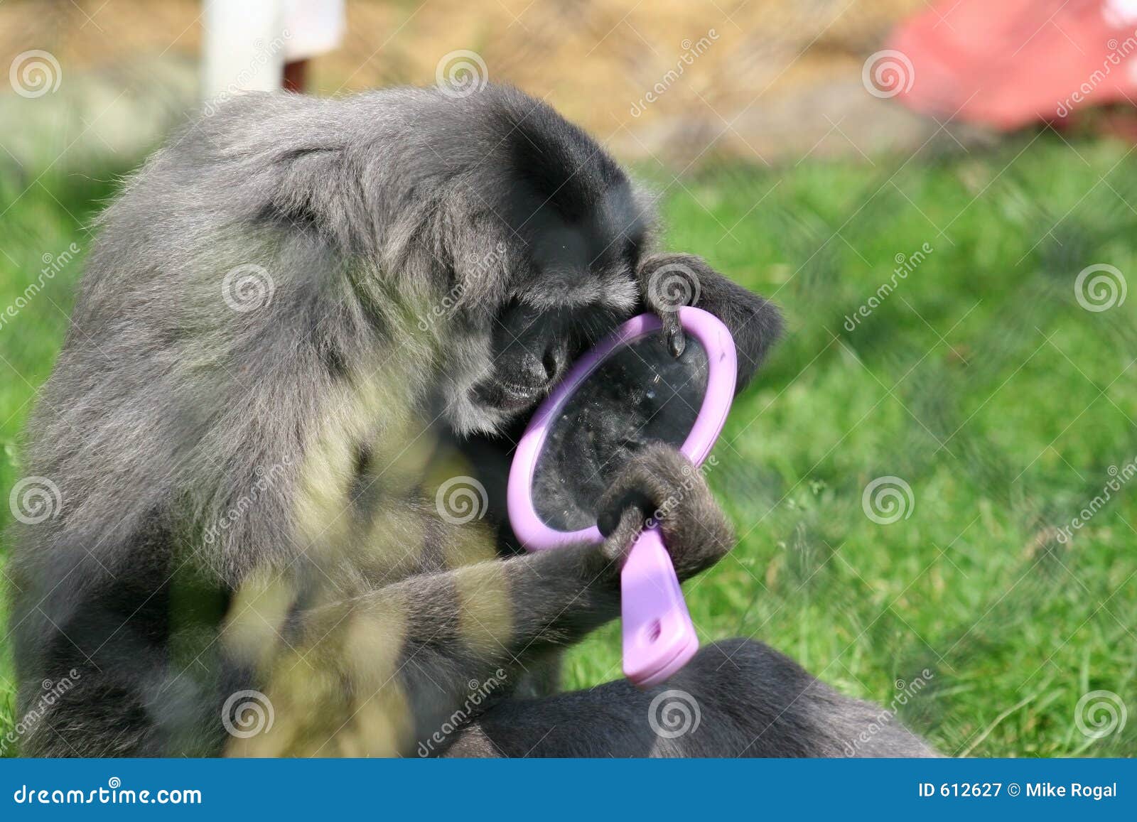 Self Conscious Monkey stock image. Image of purple, pink - 612627