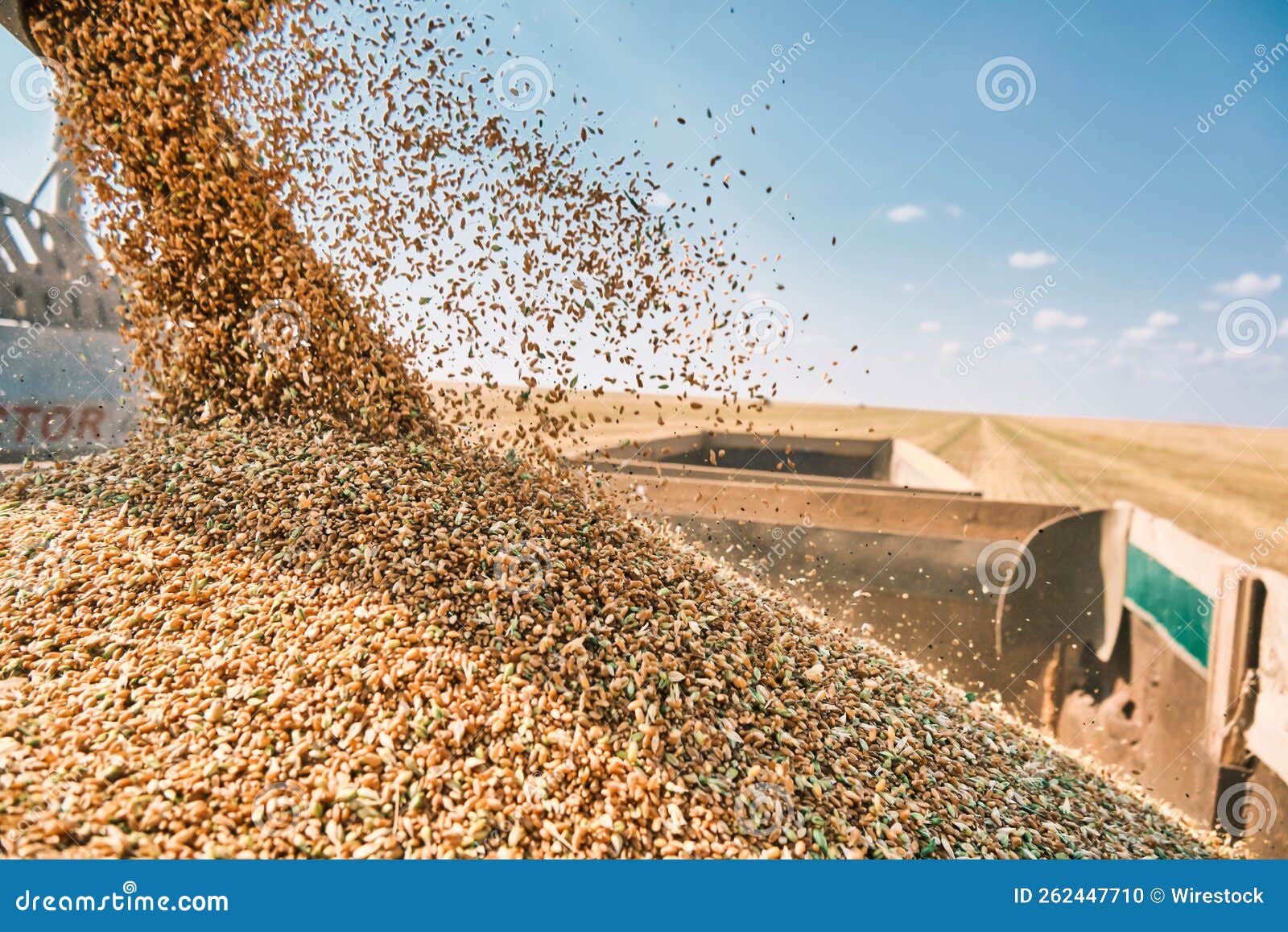 Self-driving Combine Performs Wheat Grain Harvest, Modern Technology ...
