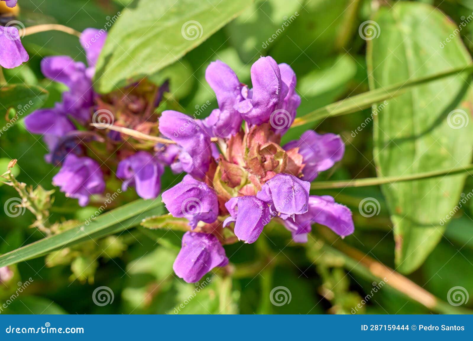 Self Heal, Typical Flora from the Swiss Alps Stock Photo - Image of ...