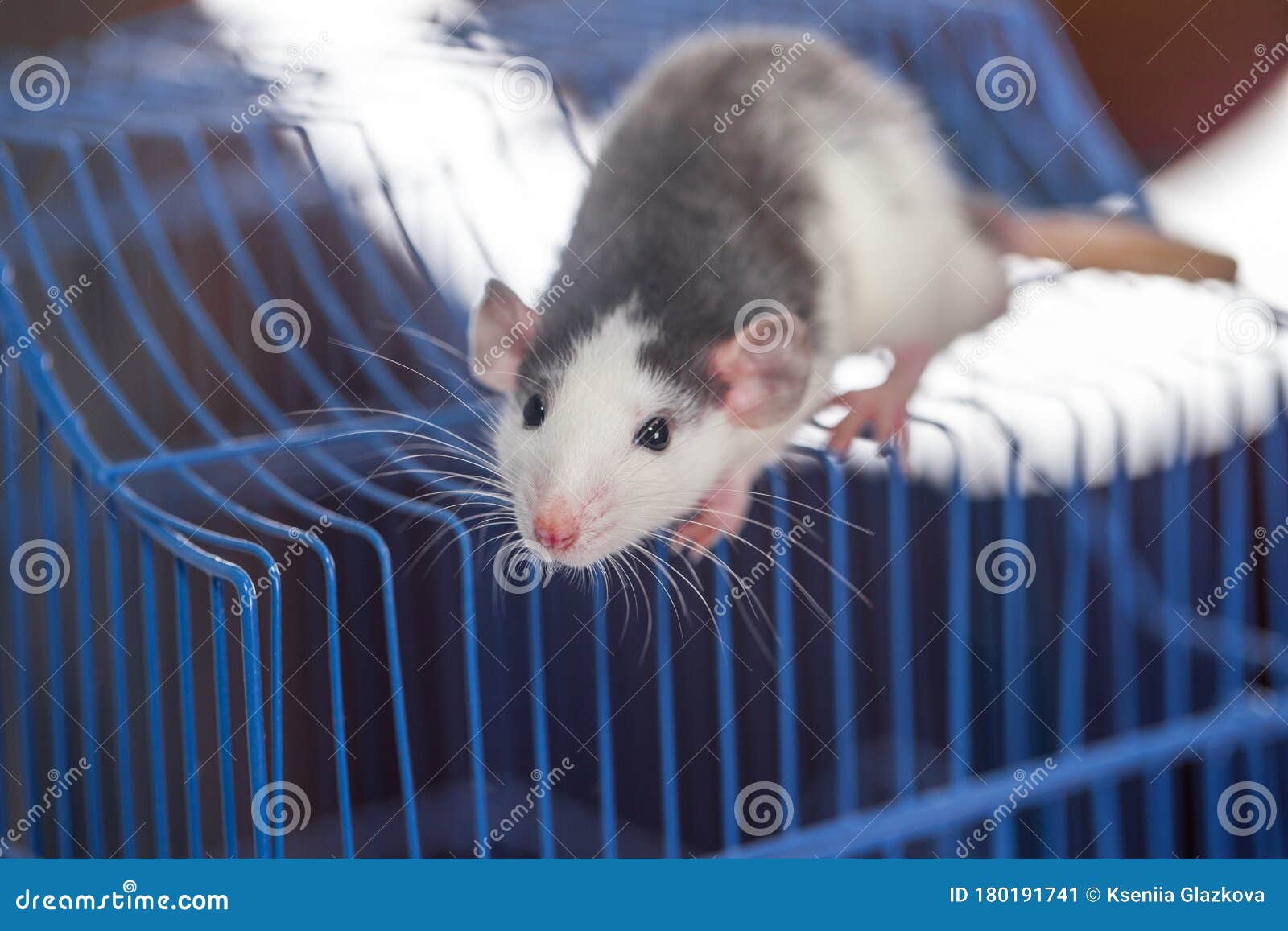 Self Isolation Concept. Rat in a Cage Stock Image - Image of tail ...
