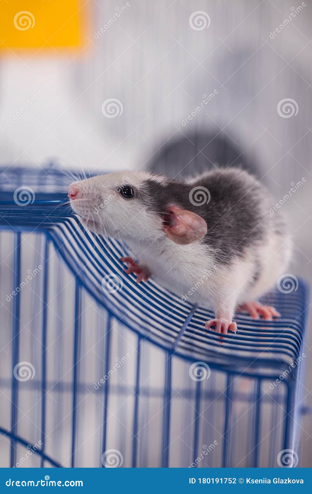 Self Isolation Concept. Rat in a Cage Stock Photo - Image of funny ...