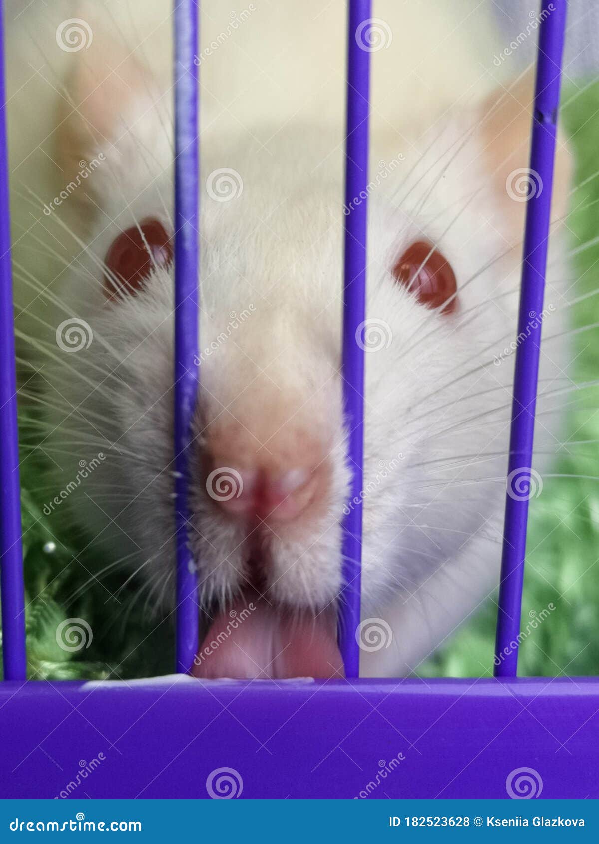 Self Isolation Concept. Rats in Stock Photo - Image of covid19, shelter ...
