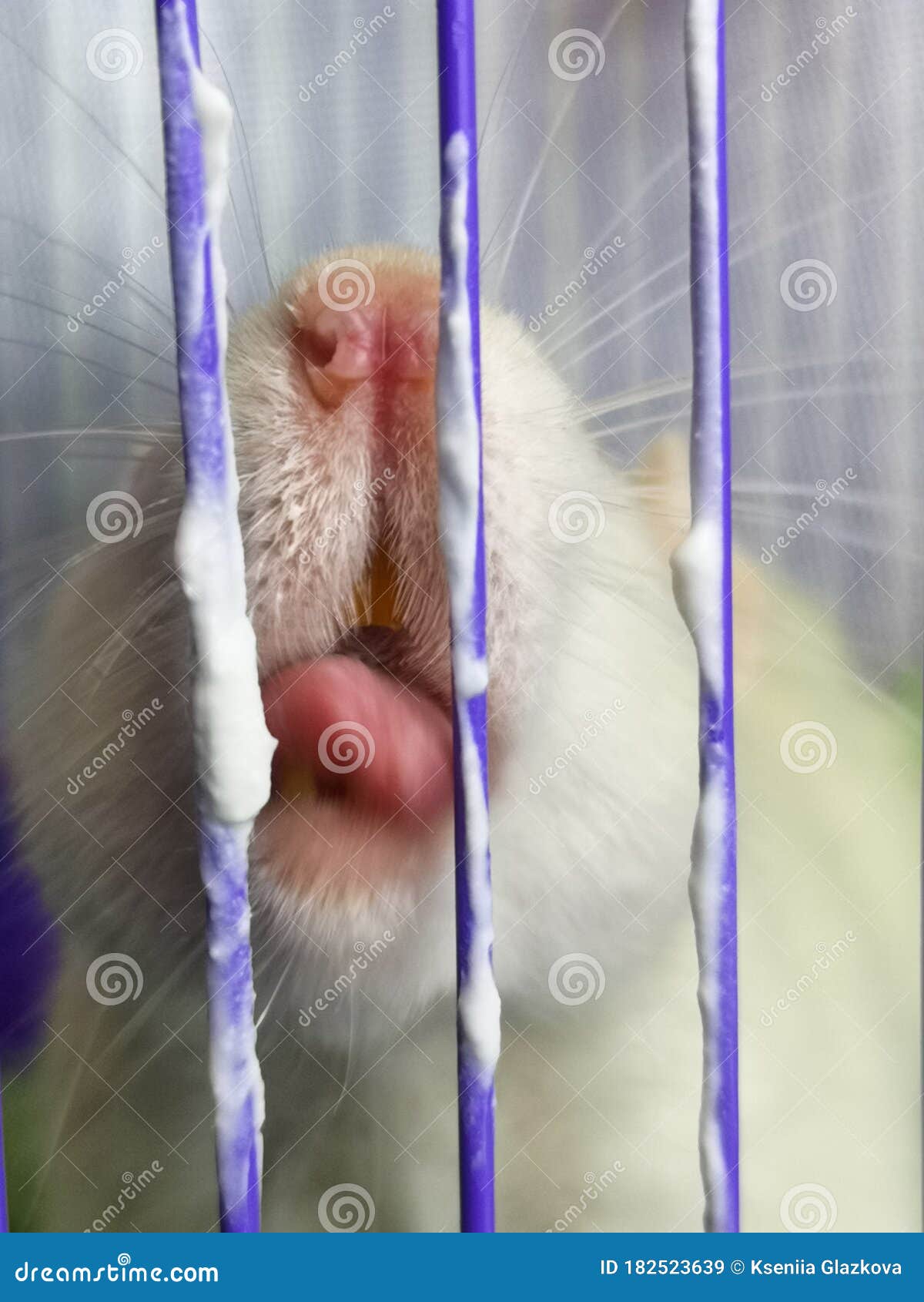 Self Isolation Concept. Rats in Stock Image - Image of danger, locked ...