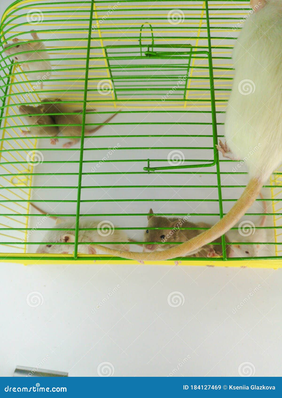 Self Isolation Concept. Rats in Stock Image - Image of shelter, house ...