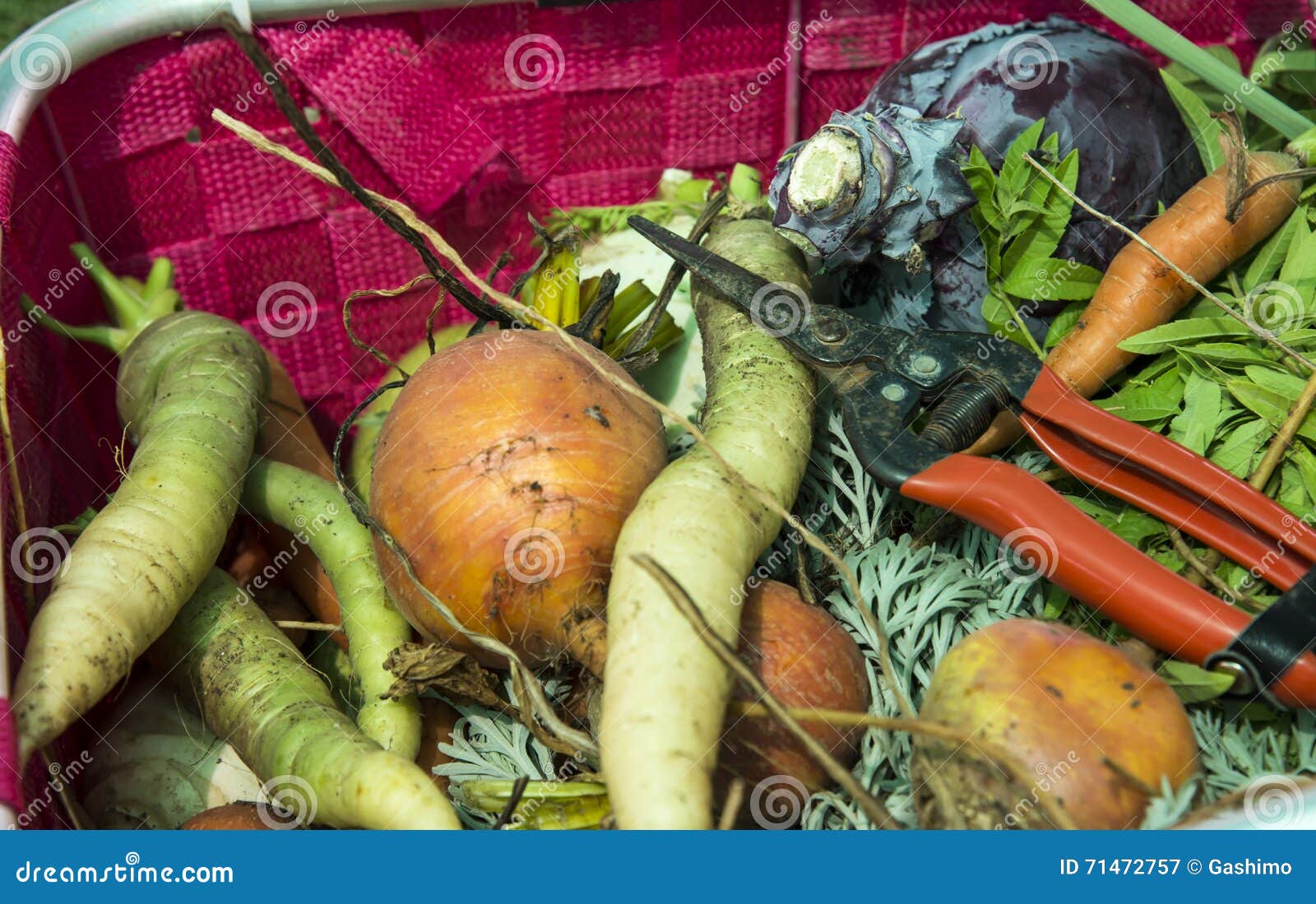 Self picking harvest stock image. Image of harvesting - 71472757