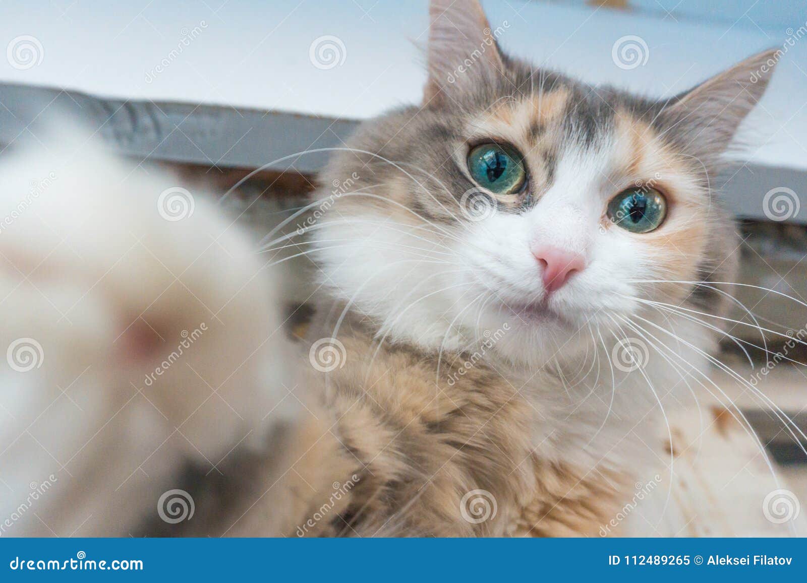 Selfie cat at home stock image. Image of feline, green - 112489265