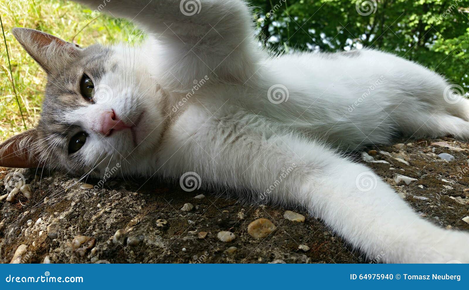 Selfie Cat stock photo. Image of amazing, cute, magictomo - 64975940