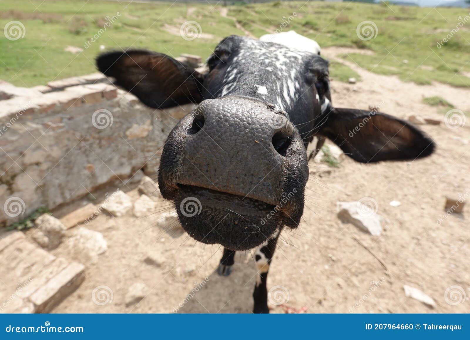 Selfie of a cow stock photo. Image of sniff, herd, camera - 207964660
