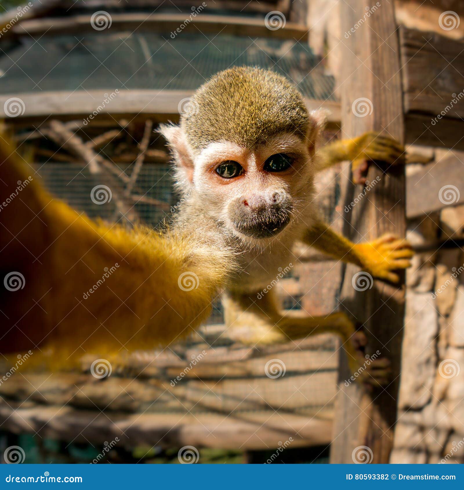 Selfie master stock photo. Image of primates, animal - 80593382
