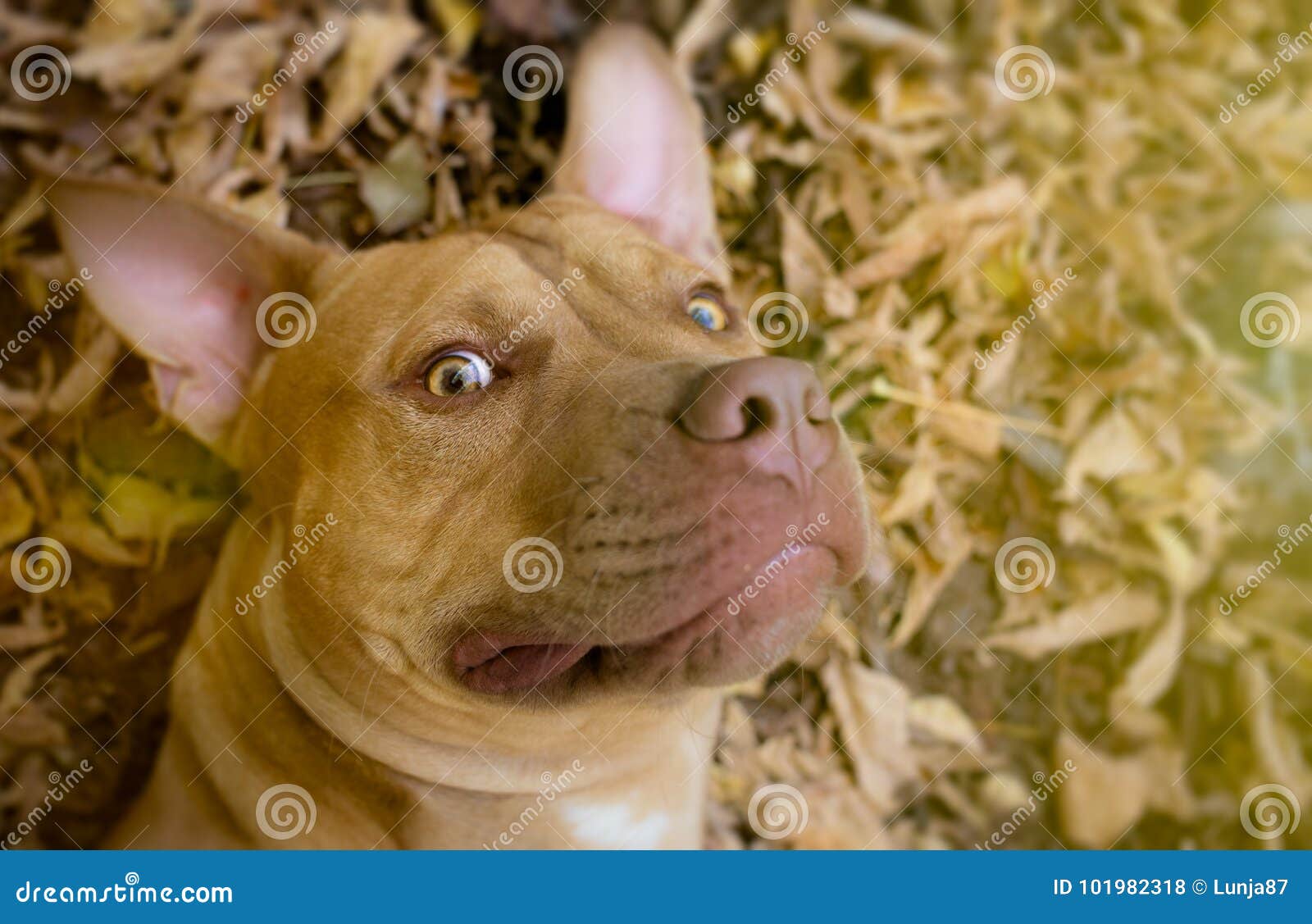 Selfie photo of yellow dog stock photo. Image of nature - 101982318