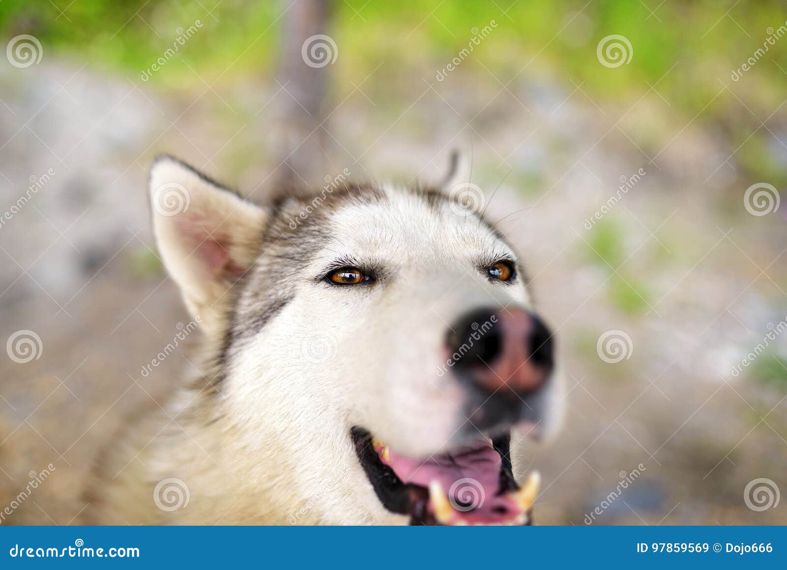 Selfie Portrait Husky Dog with a Smile Stock Image - Image of haski ...