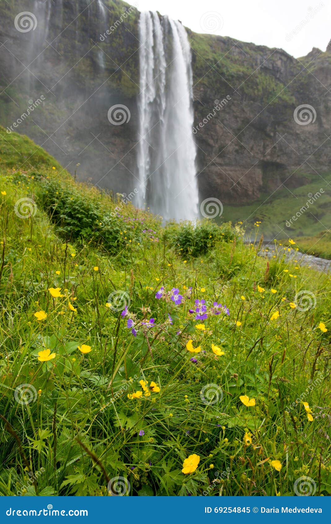 Seljalandsfoss Waterfall and Meadow Flowers, Iceland Stock Image ...