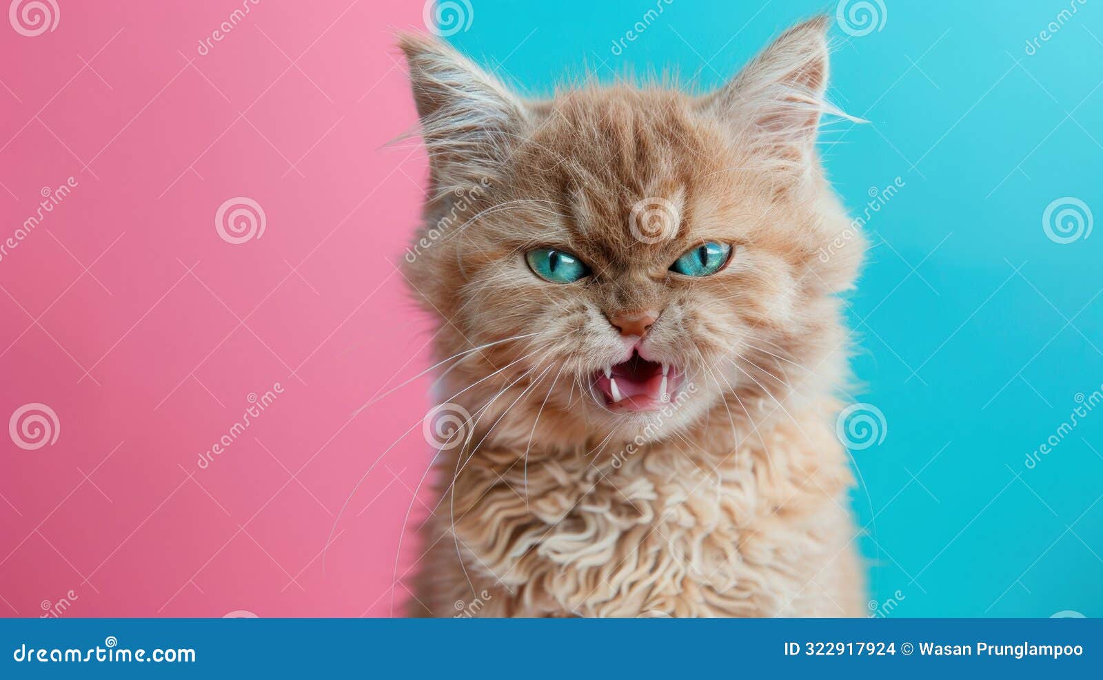 Selkirk Rex, Angry Cat Baring Its Teeth, Studio Lighting Pastel ...