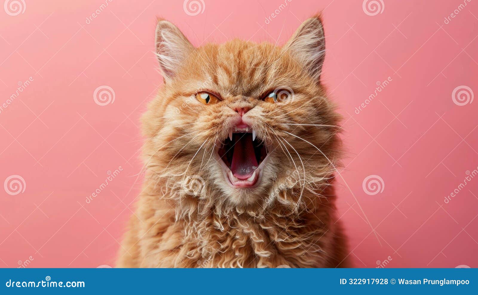 Selkirk Rex, Angry Cat Baring Its Teeth, Studio Lighting Pastel ...