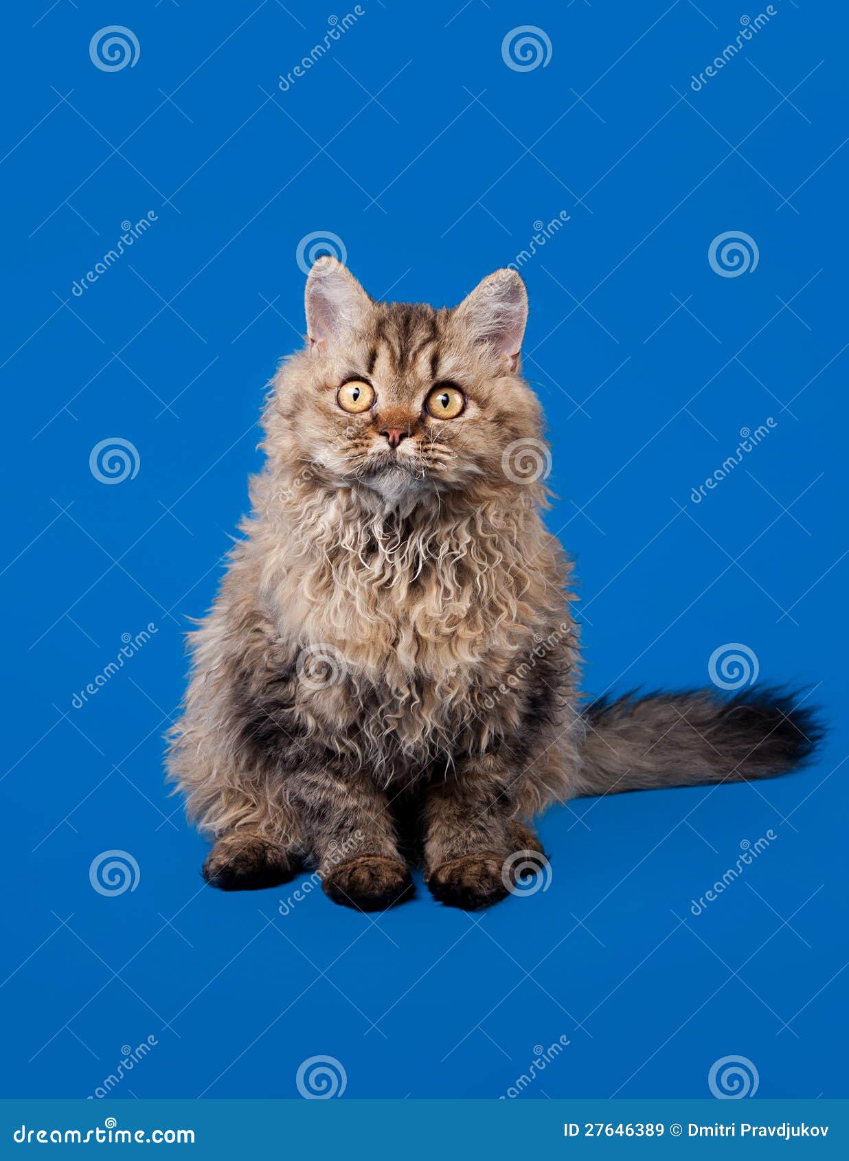 Selkirk Rex Cat on Sky Blue Stock Image - Image of color, animal: 27646389