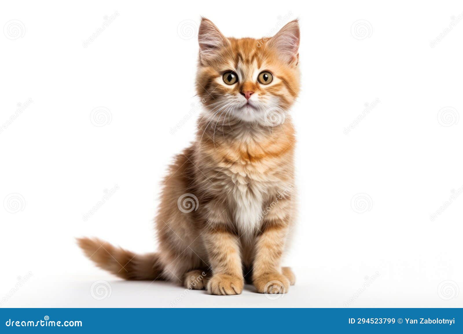 Selkirk Rex Cat Stands On A White Background Stock Illustration