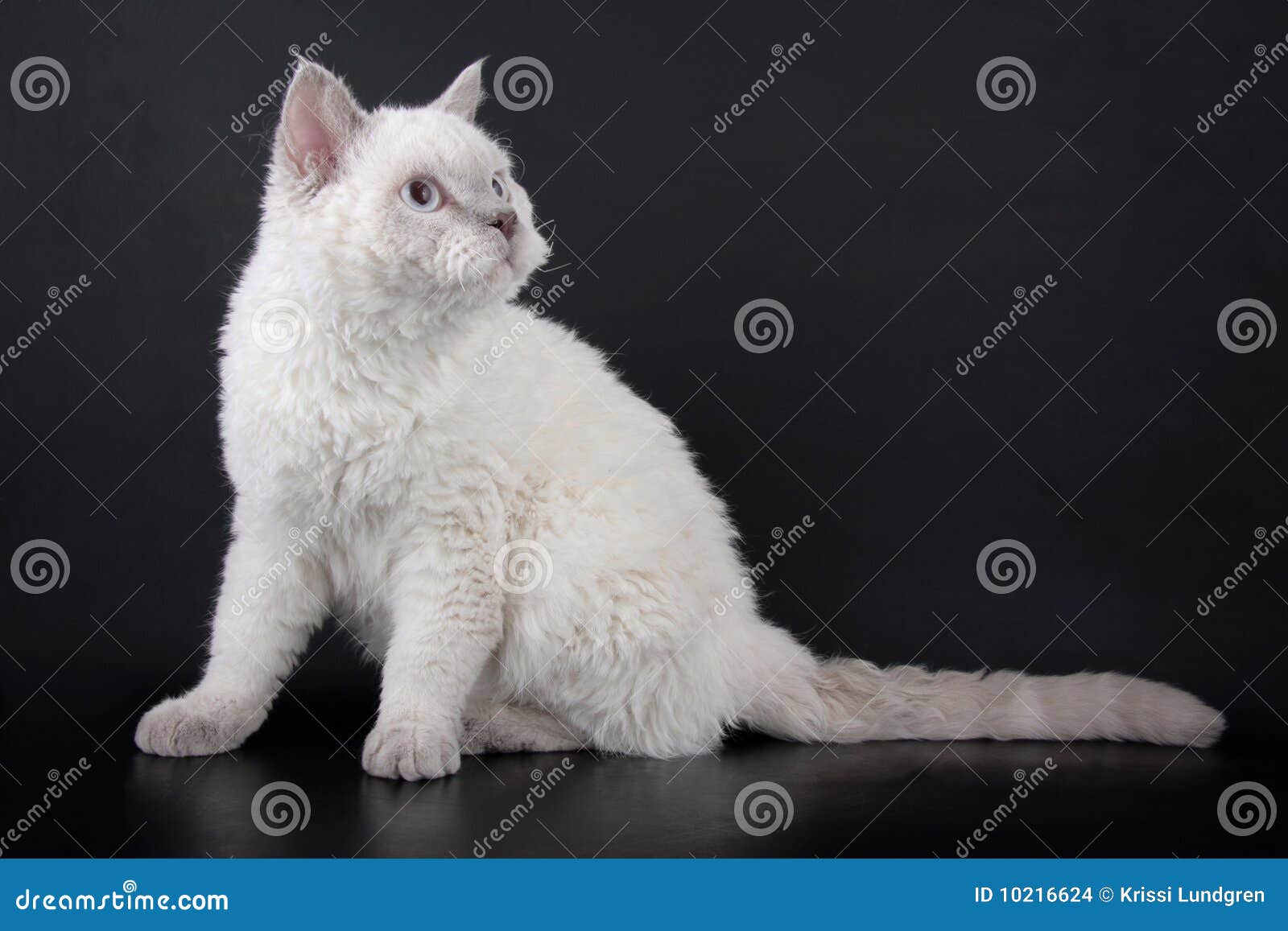Selkirk Rex Katze stockfoto. Bild von blau, kätzchen - 10216624