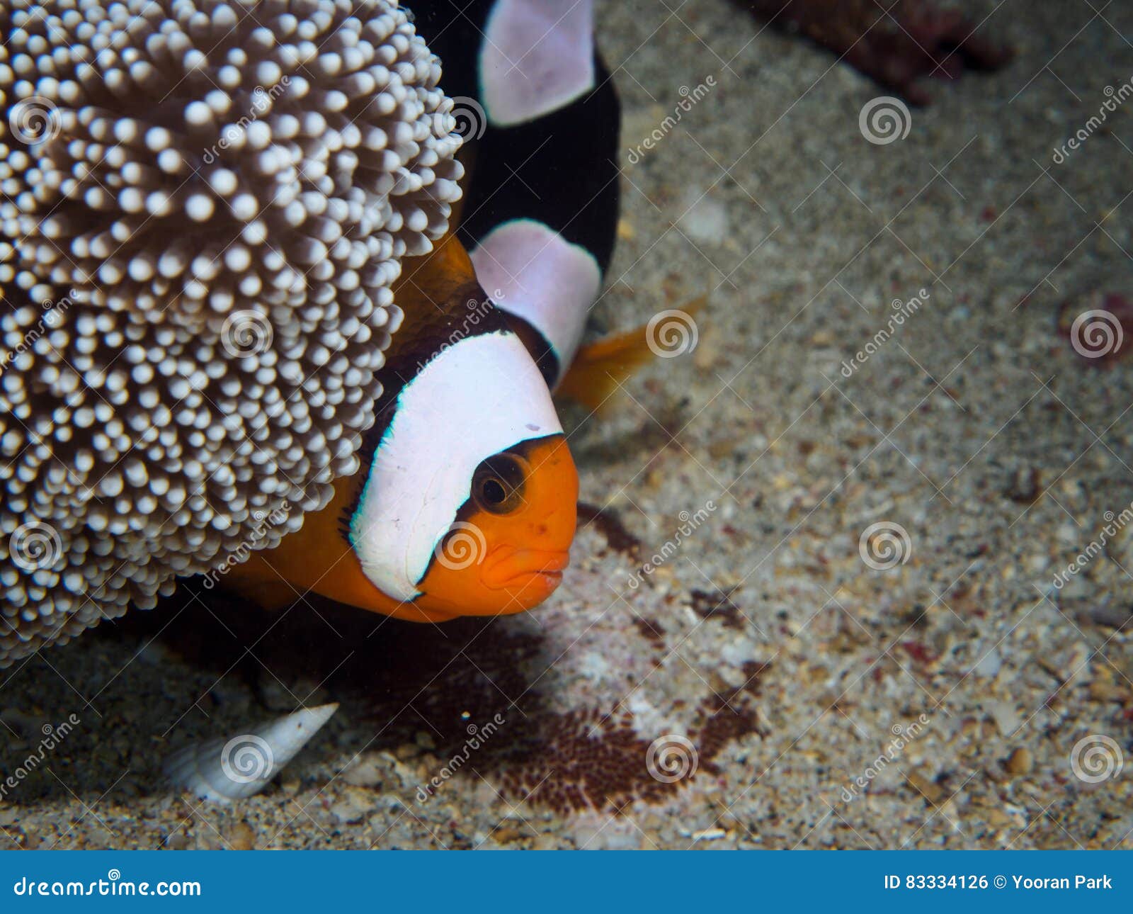 Sella Anticlinale Anemonefish Con Il Bambino Fotografia Stock ...