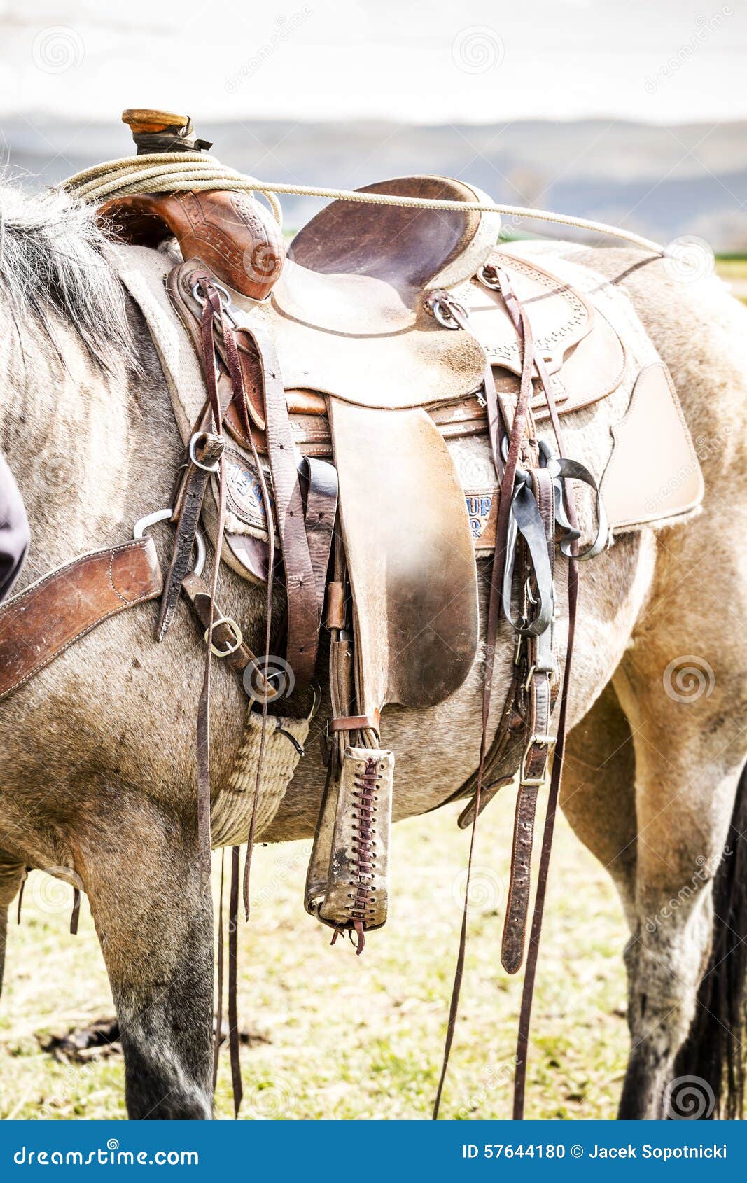Sella Del Cavallo Sul Ranch Fotografia Stock - Immagine di cavallo ...