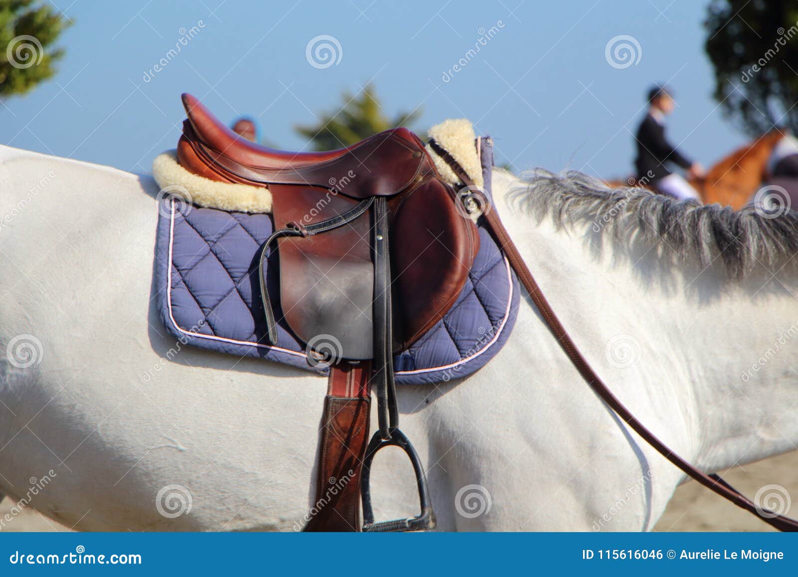 Sella su un cavallo bianco fotografia stock. Immagine di cavallo ...