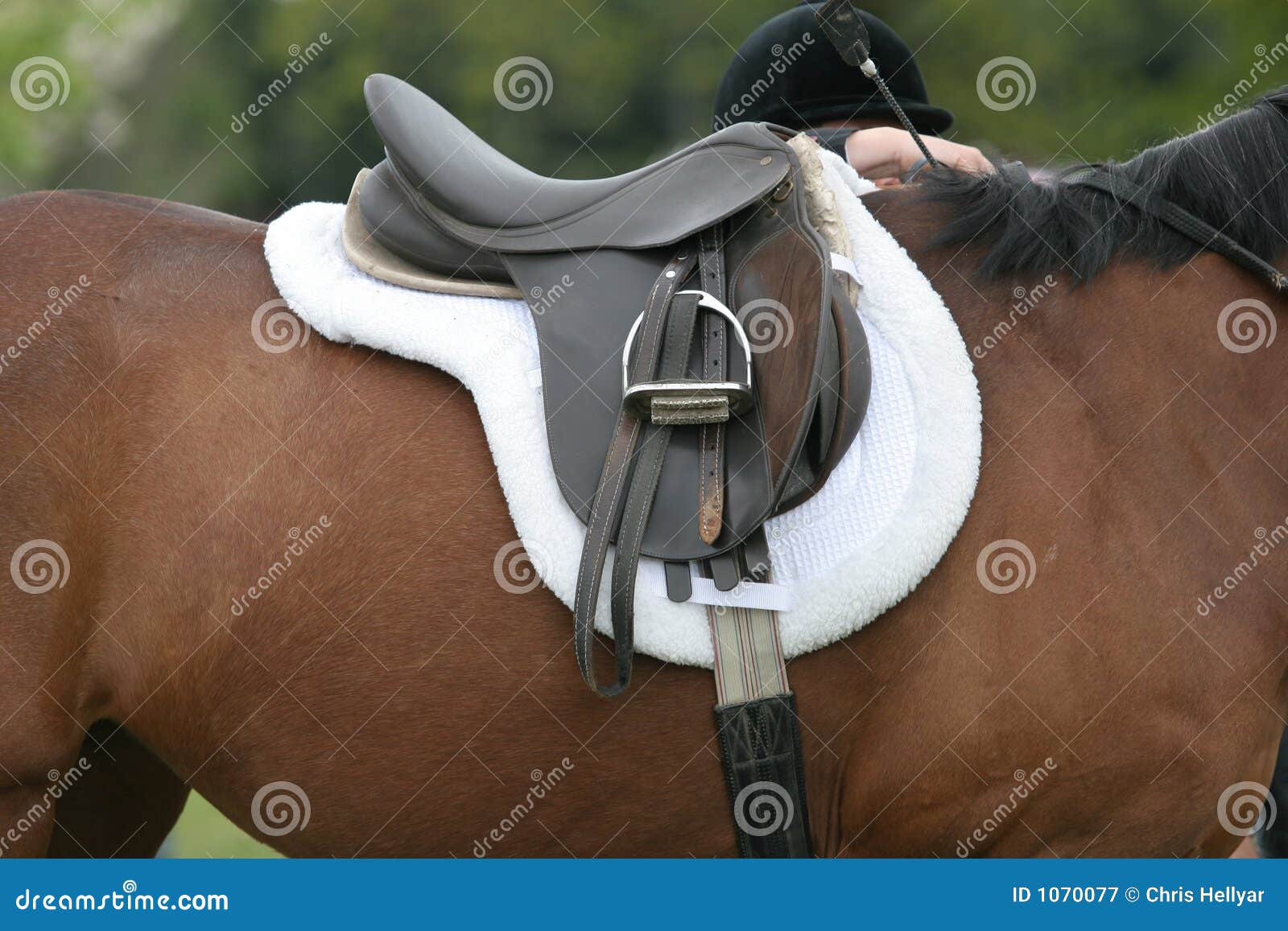 Sella sul cavallo immagine stock. Immagine di cerchi, cavallo - 1070077