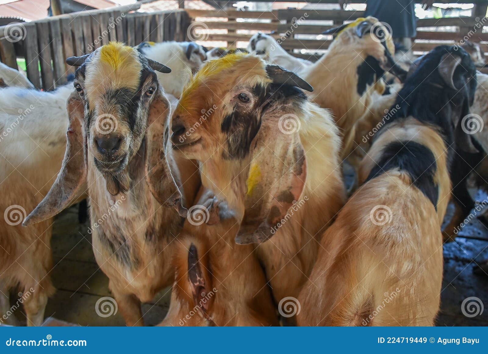 Seller of Goats for Sacrificial Animals Stock Image - Image of animal ...