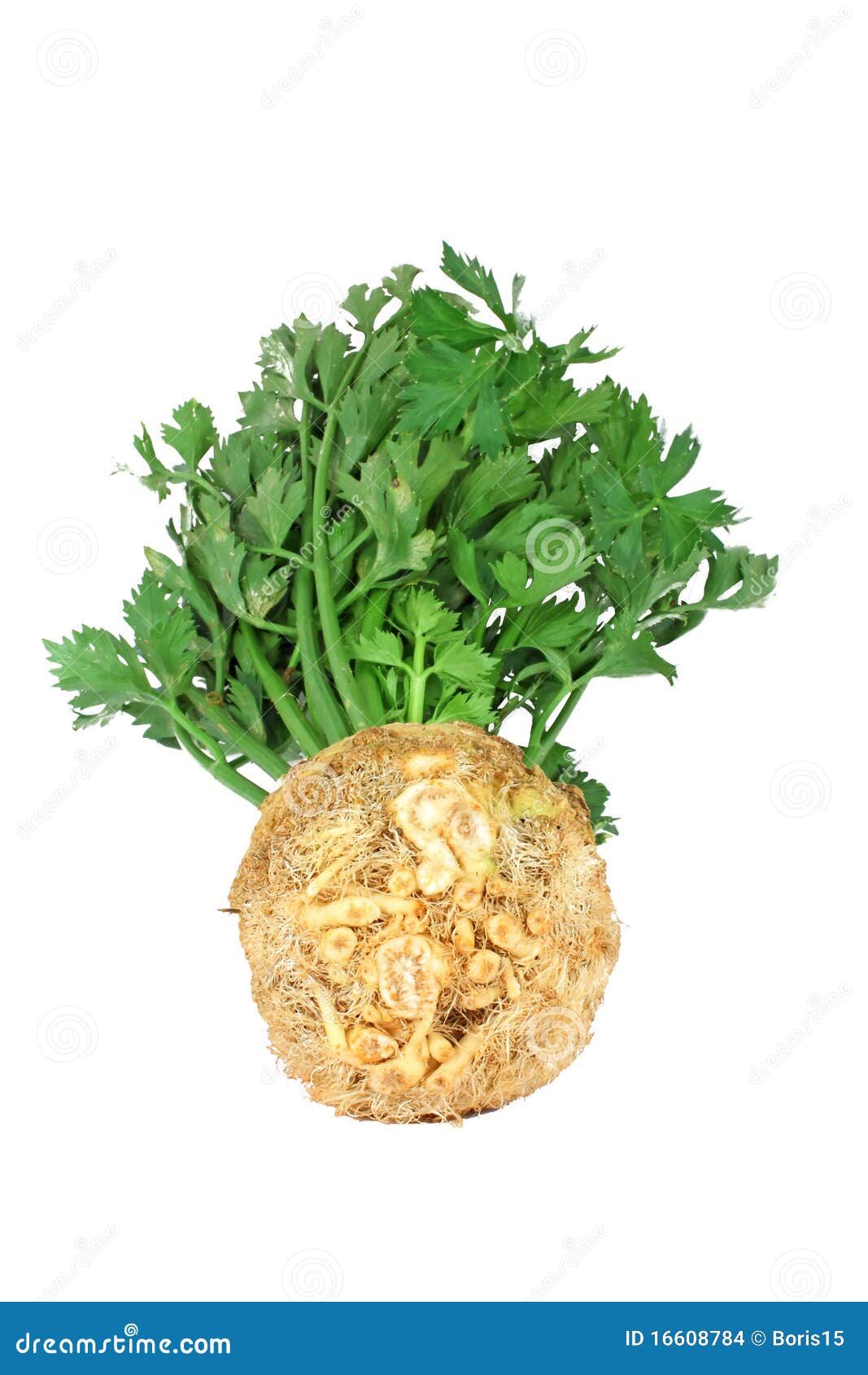 Selleri arkivfoto. Bild av ingrediens, grön, nytt, vegetarisk - 16608784