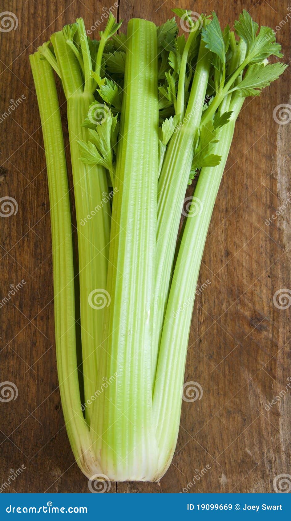 Selleri fotografering för bildbyråer. Bild av stamma - 19099669
