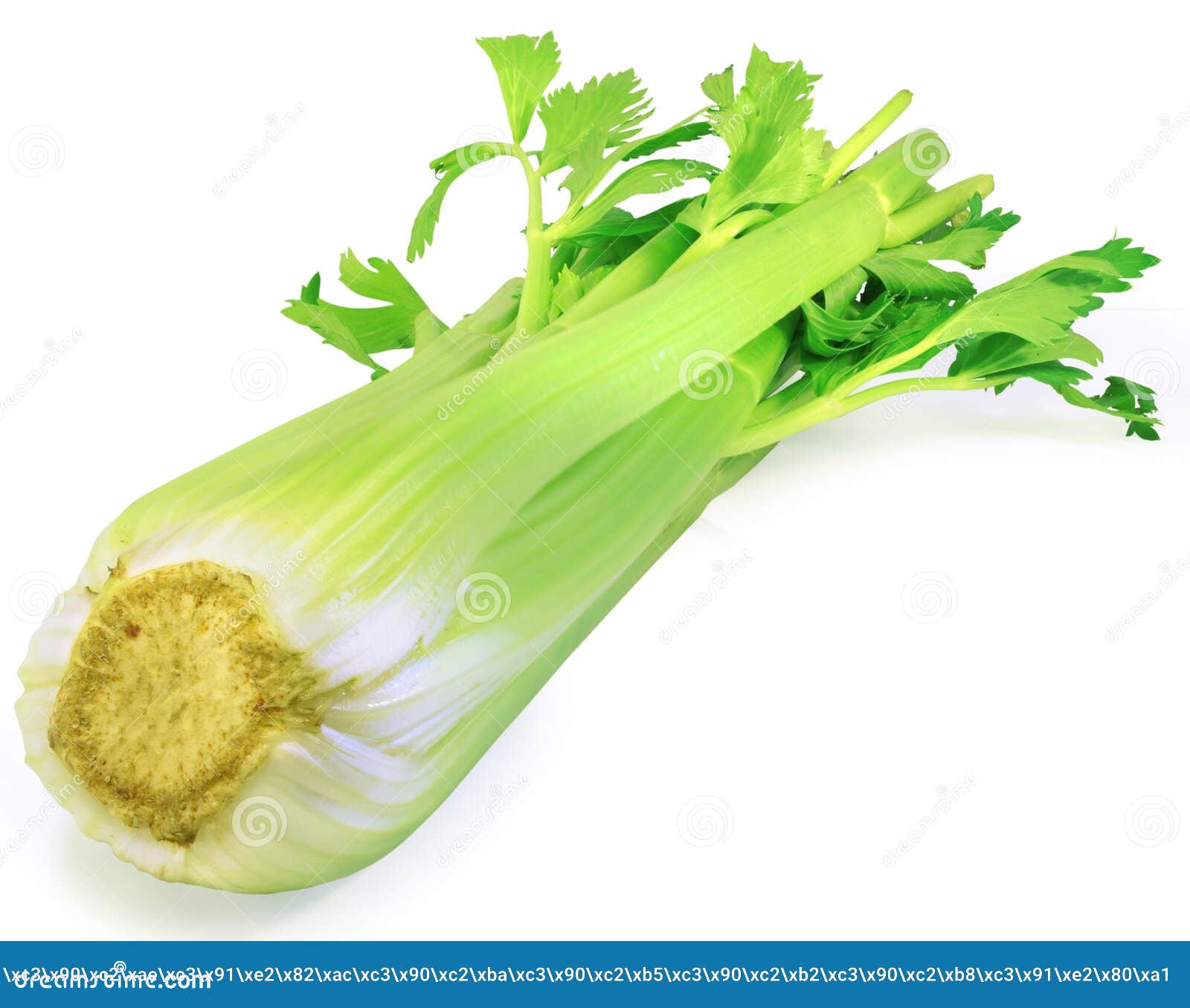 Sellerie stockfoto. Bild von vegetarisch, nährstoffe - 13238354