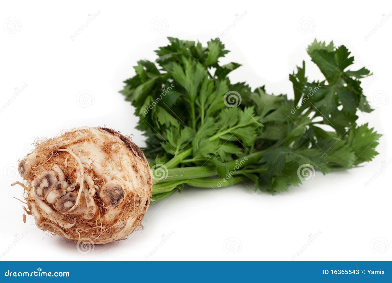 Sellerie mit Wurzel stockbild. Bild von organisch, gemüse - 16365543