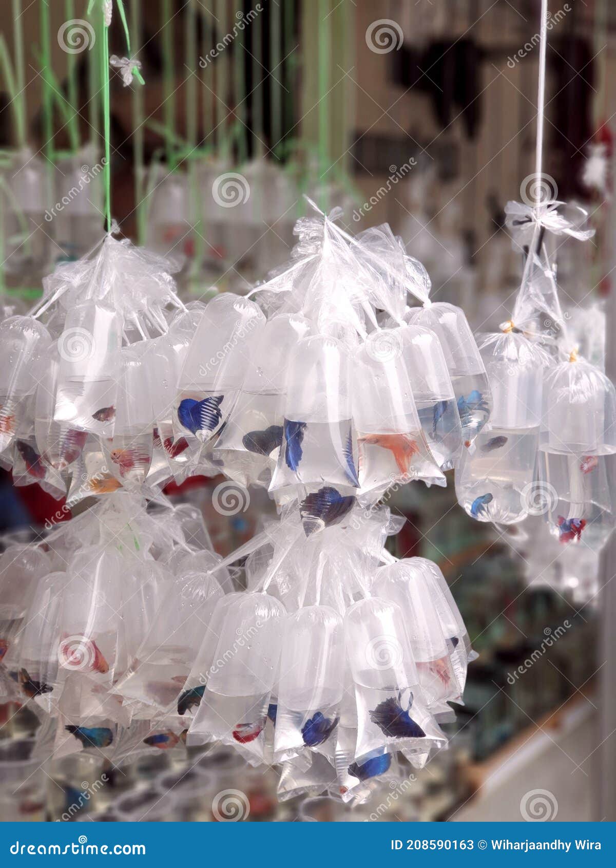 Selling Betta Fish in Plastic Bag at Parung Fish Market Stock Image ...