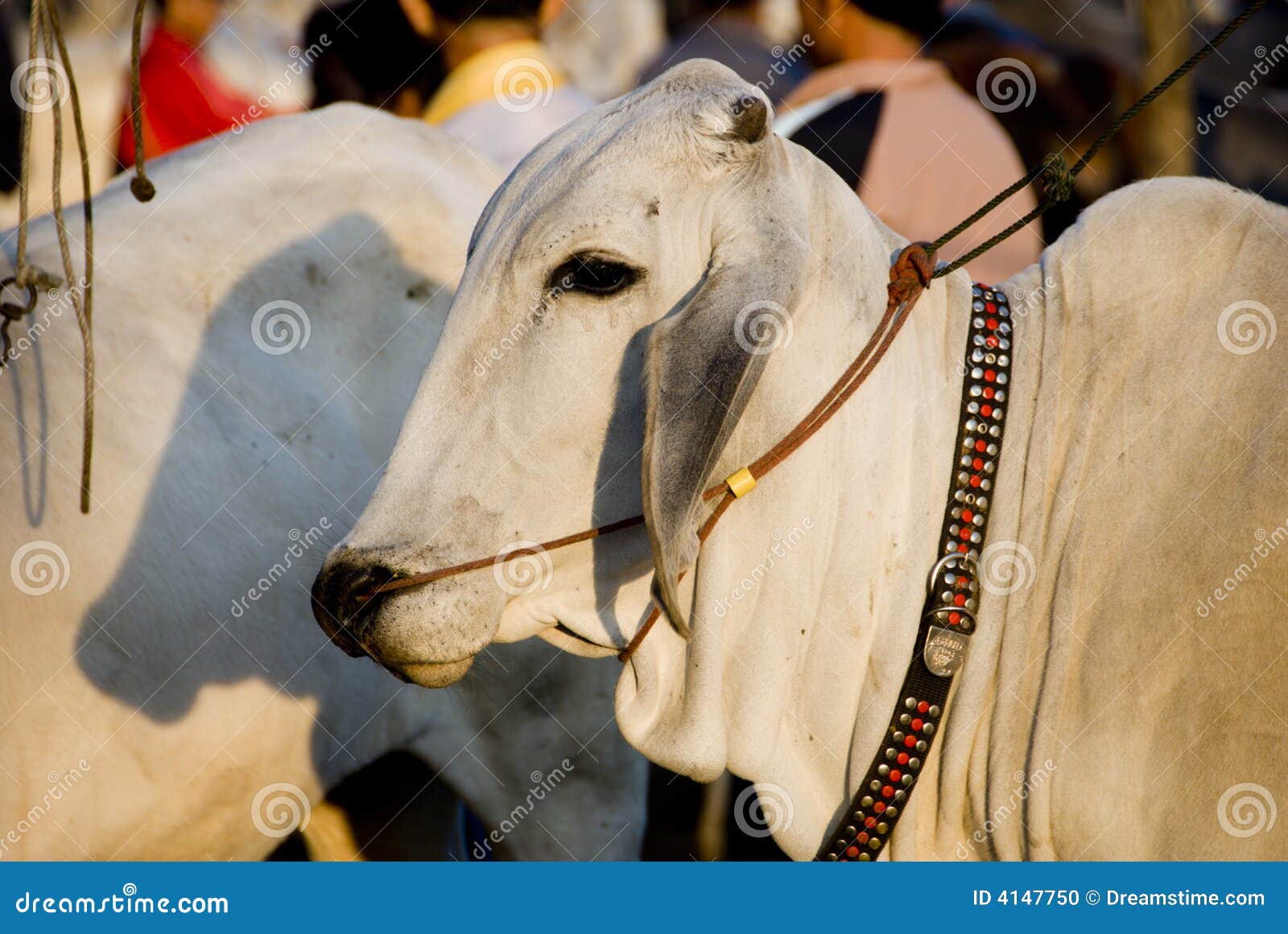 Selling Cattle in Thailand stock photo. Image of asian - 4147750