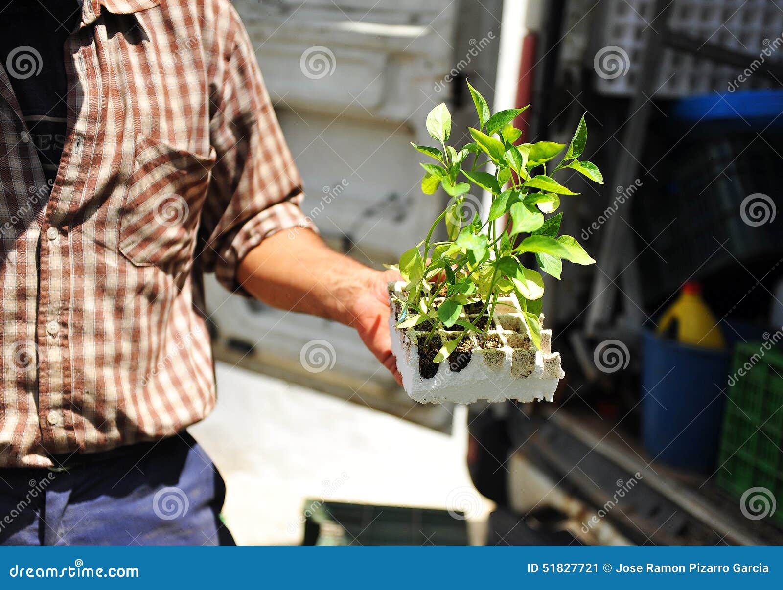 Selling Vegetable Seedlings for the Orchard Stock Image - Image of food ...