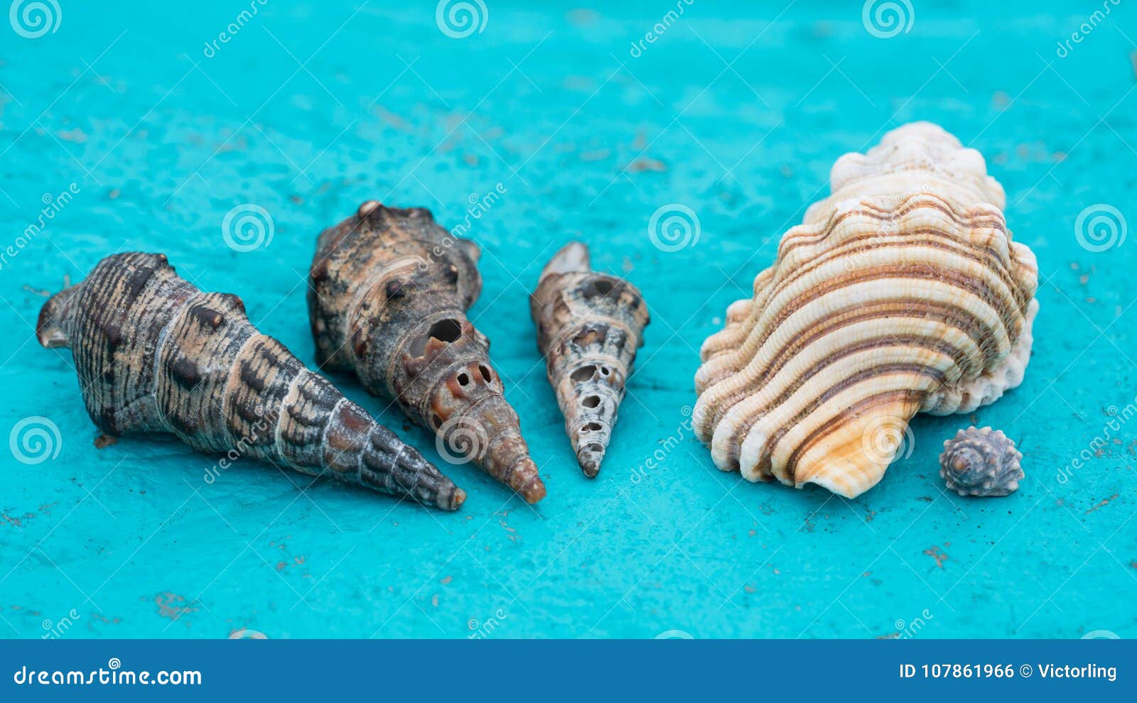She Sells Sea Shells stock photo. Image of grows, background - 107861966