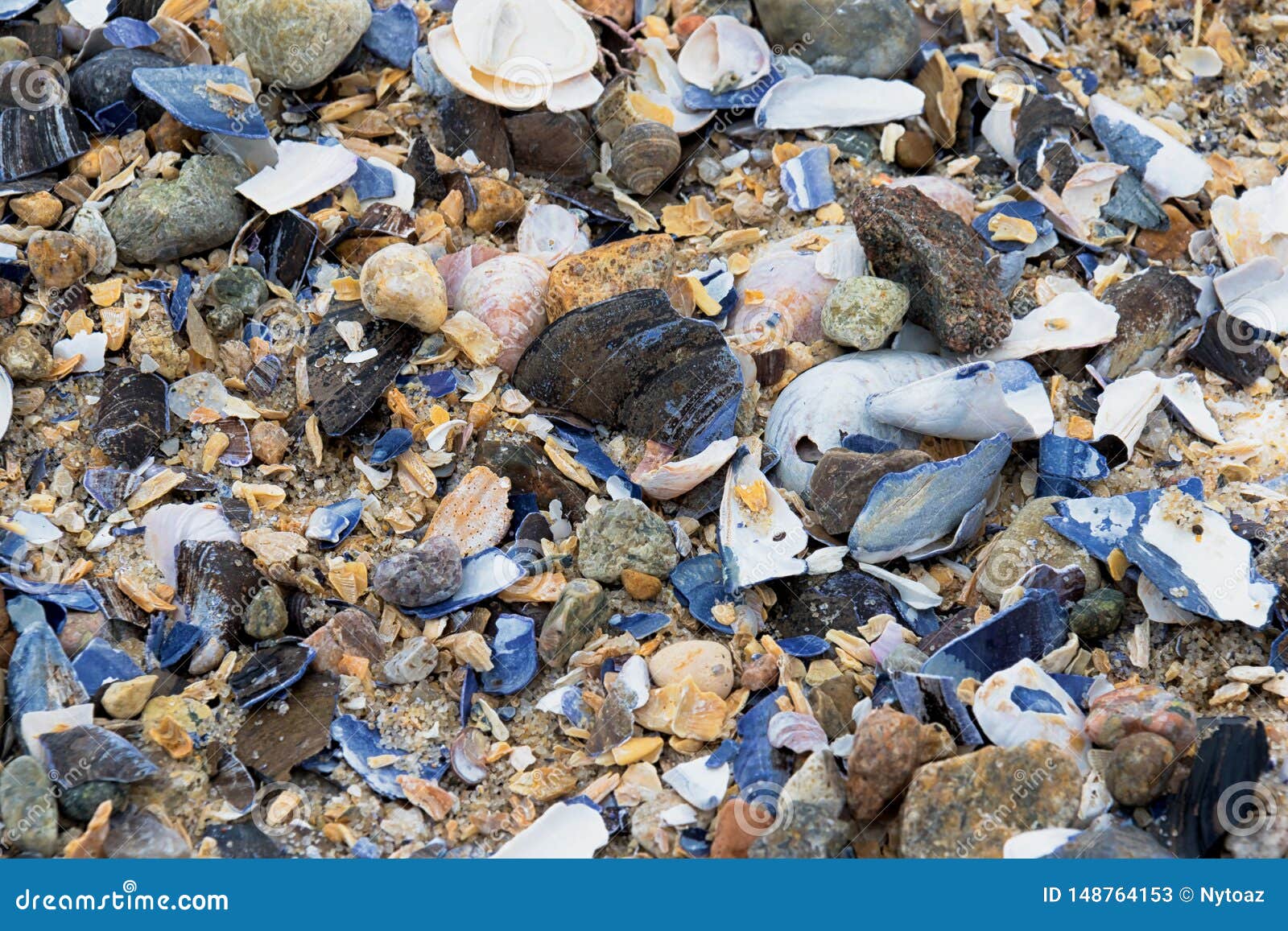 She Sells Seashell by the Seashore Stock Image - Image of muted ...