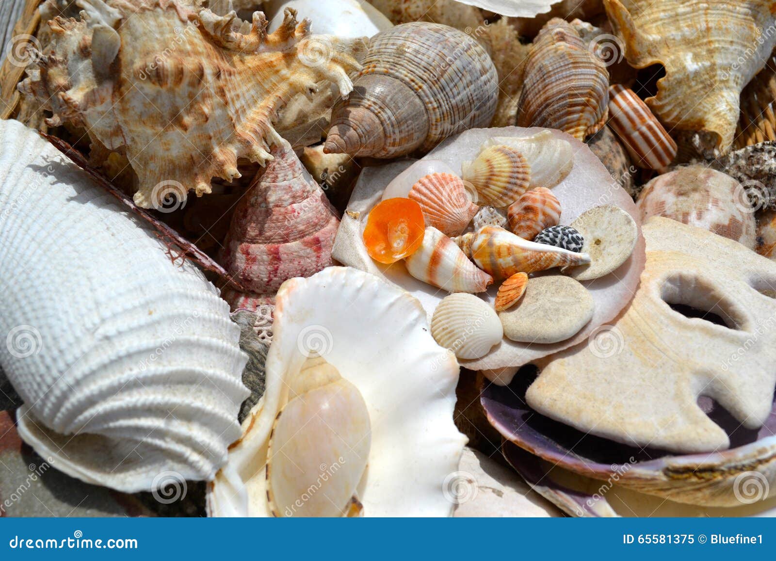 She Sells Seashells stock image. Image of snail, sanddollar - 65581375