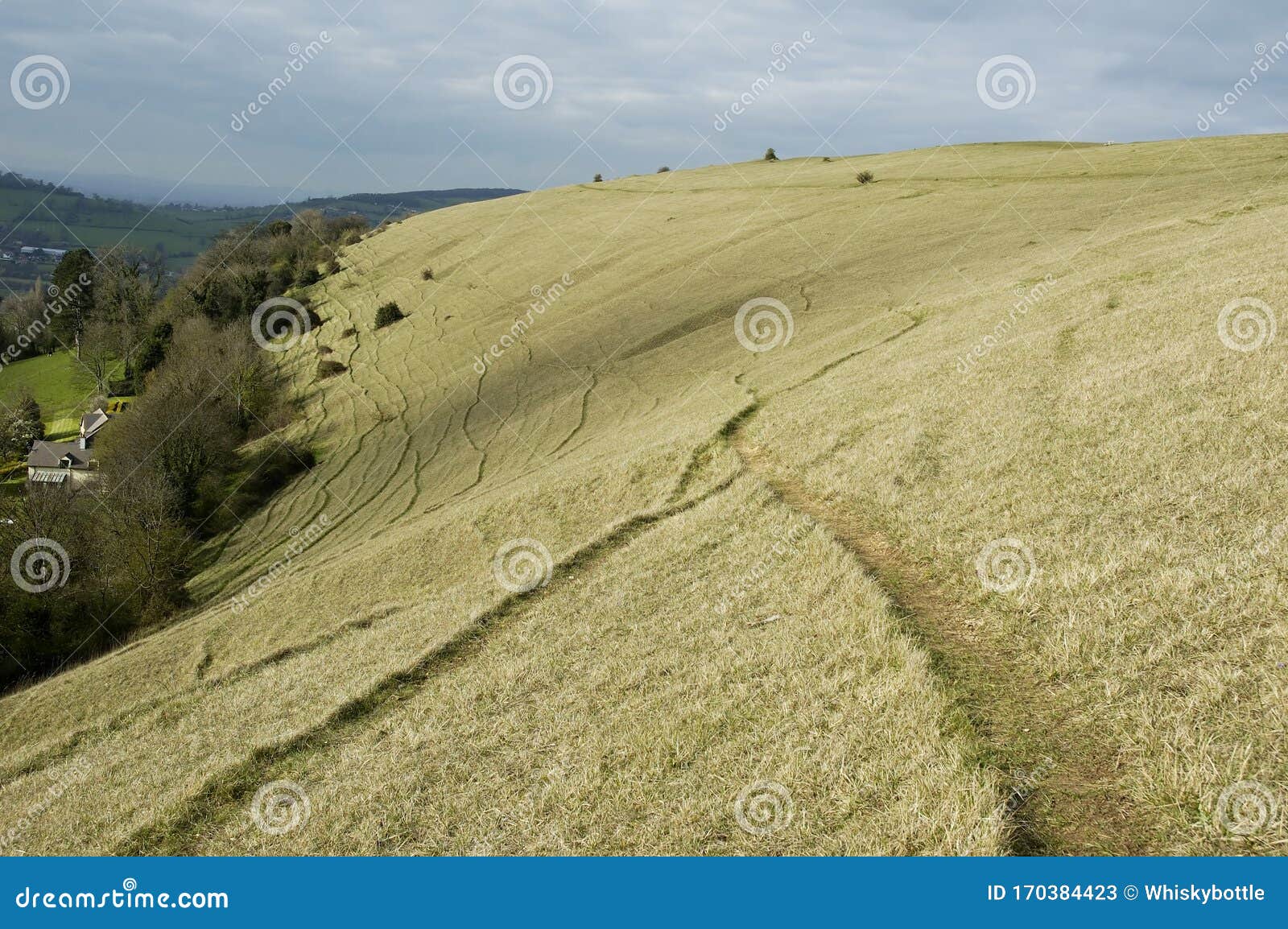 Selsley Common stock image. Image of orchid, selsley - 170384423