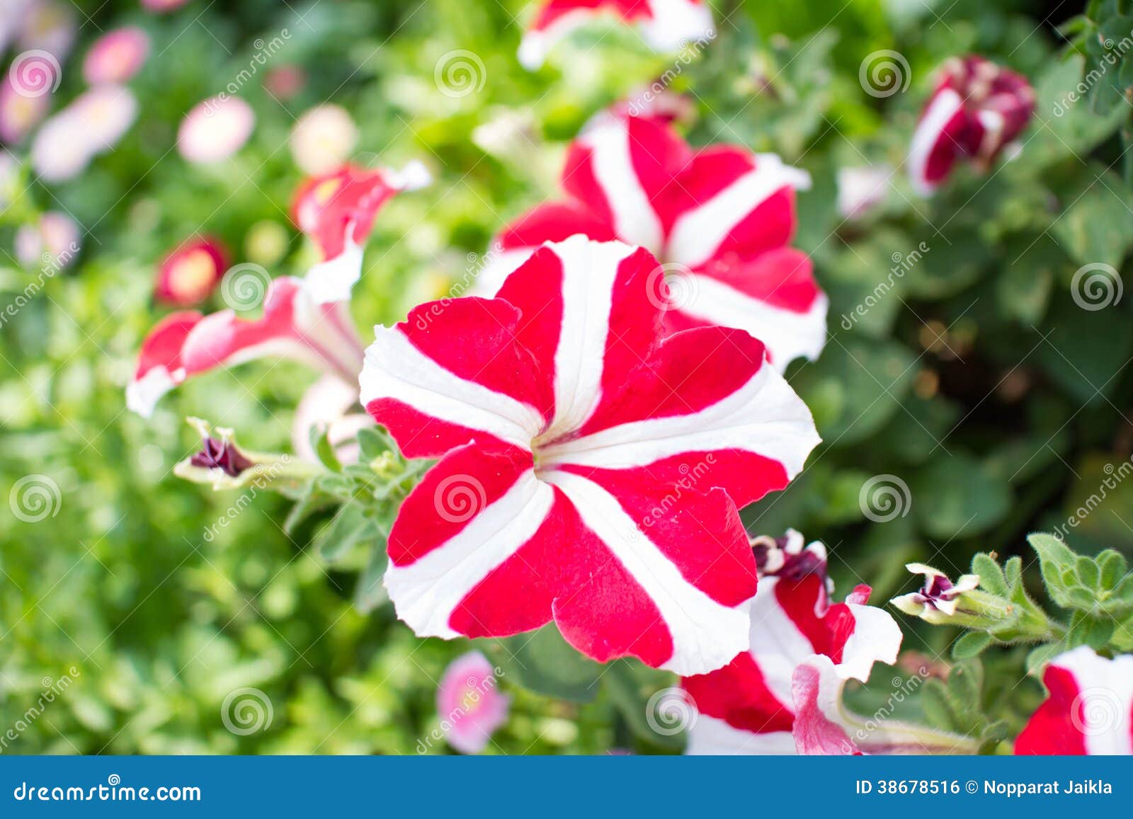Seltene Blumen stockfoto. Bild von romanze, blumen, frische - 38678516