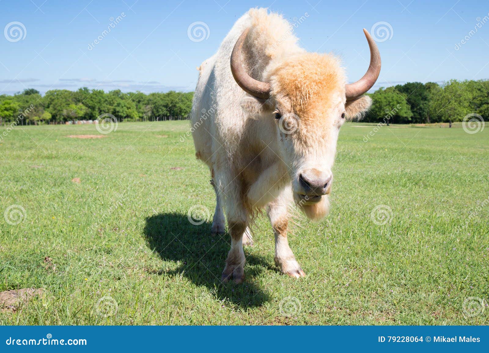 Seltener weißer Büffel stockfoto. Bild von amerikanisch - 79228064