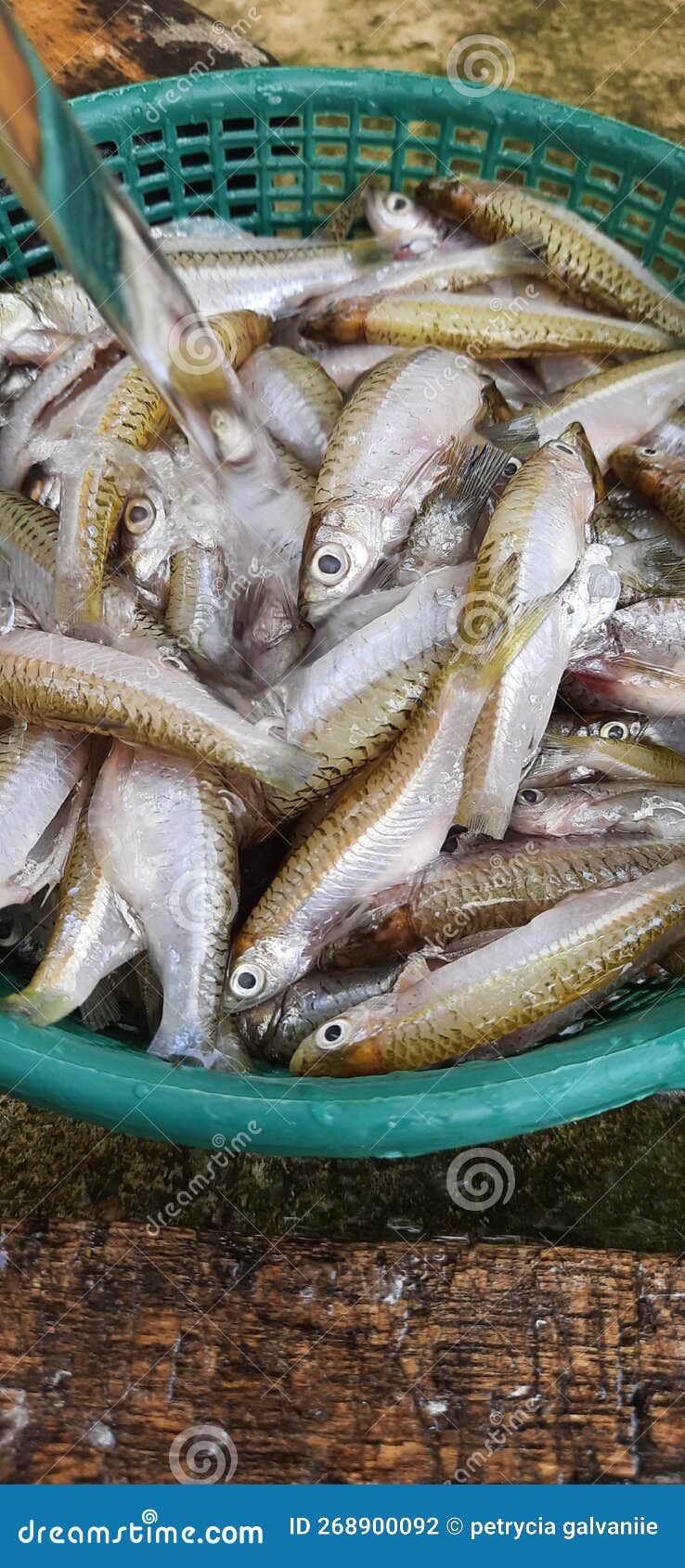 Seluang Fish Being Washed and Running Water from Indonesian Stock Photo ...