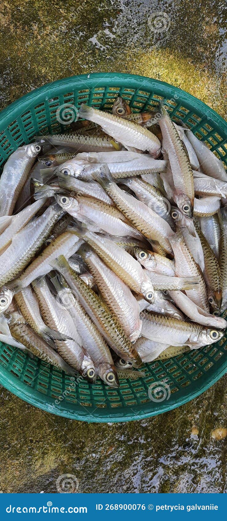 Seluang Fish from Sumatra, Indonesian Stock Photo - Image of meat ...