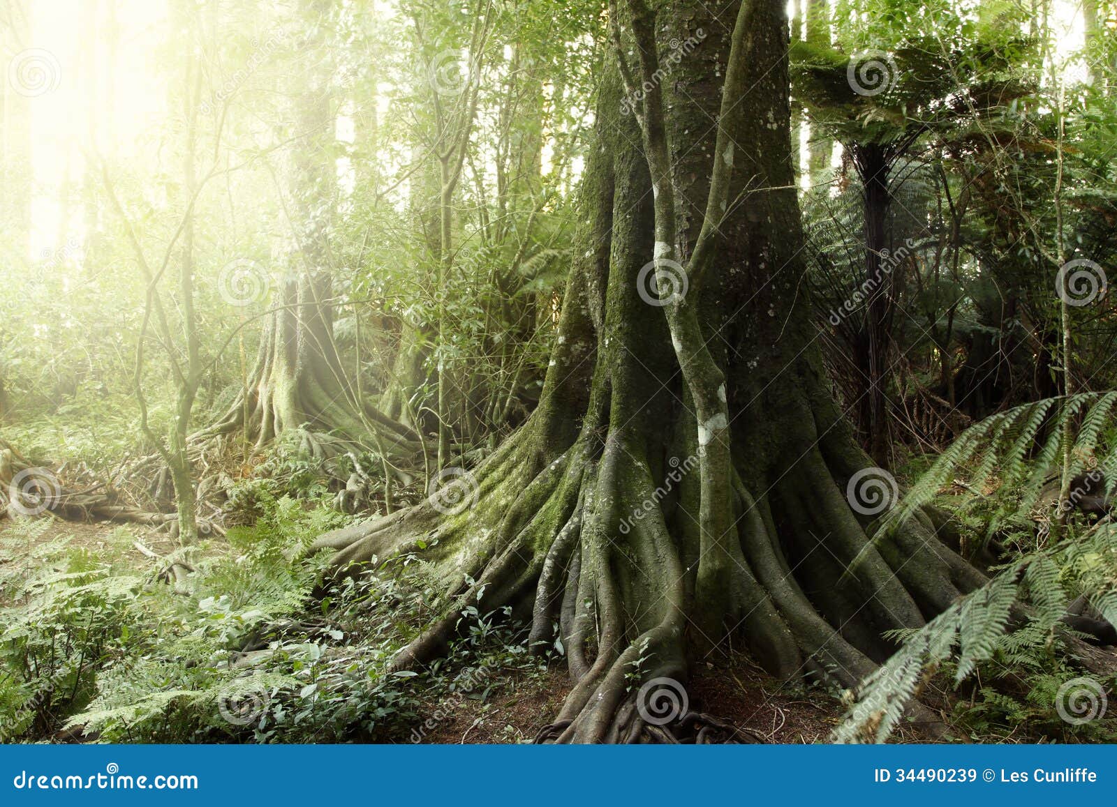 Selva imagen de archivo. Imagen de nadie, selvas, ambiental - 34490239