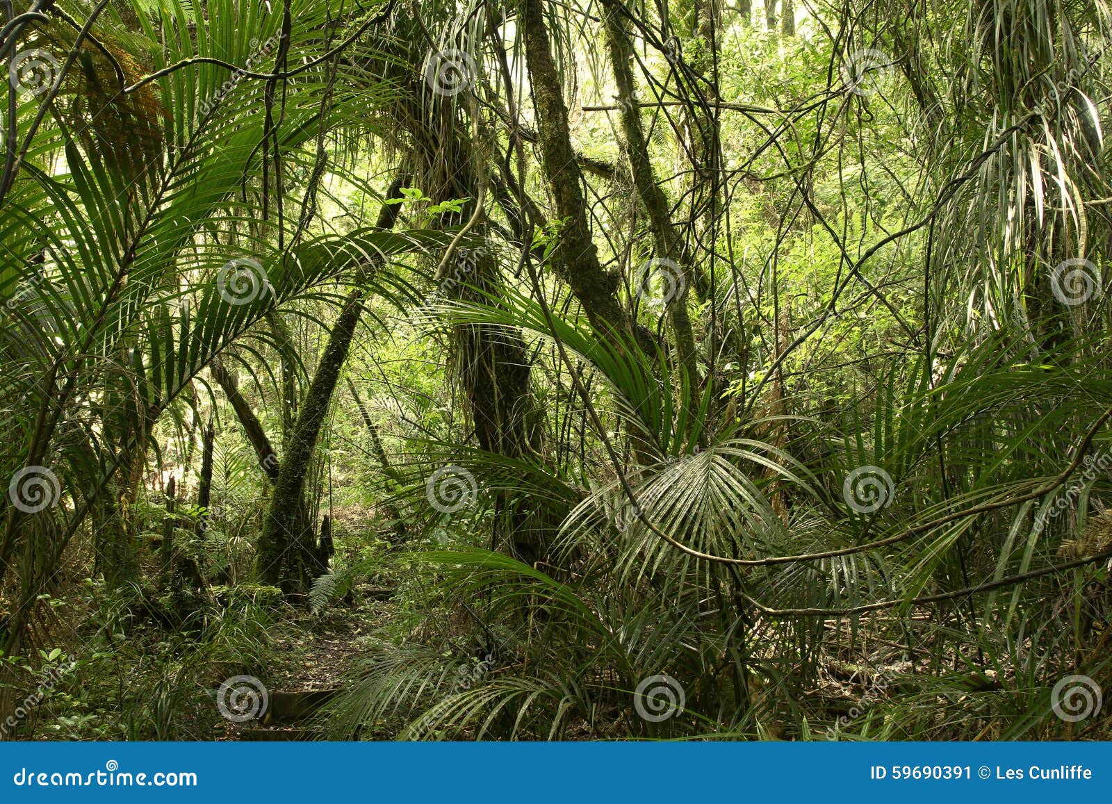 Selva imagem de stock. Imagem de flora, arbusto, foto - 59690391