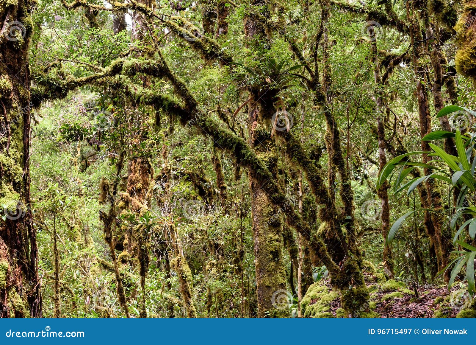 Selva imagen de archivo. Imagen de húmedo, américa, parque - 96715497