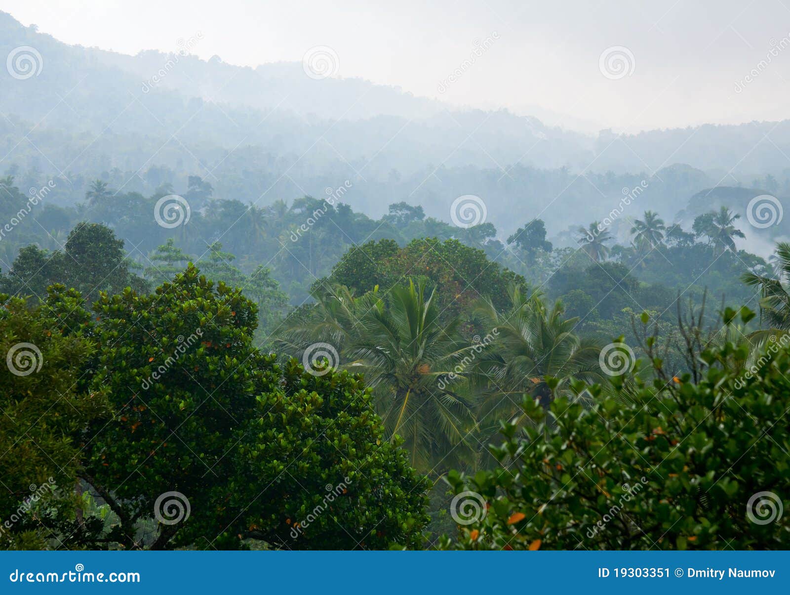 Selva brumosa imagen de archivo. Imagen de fauna, aéreo - 19303351