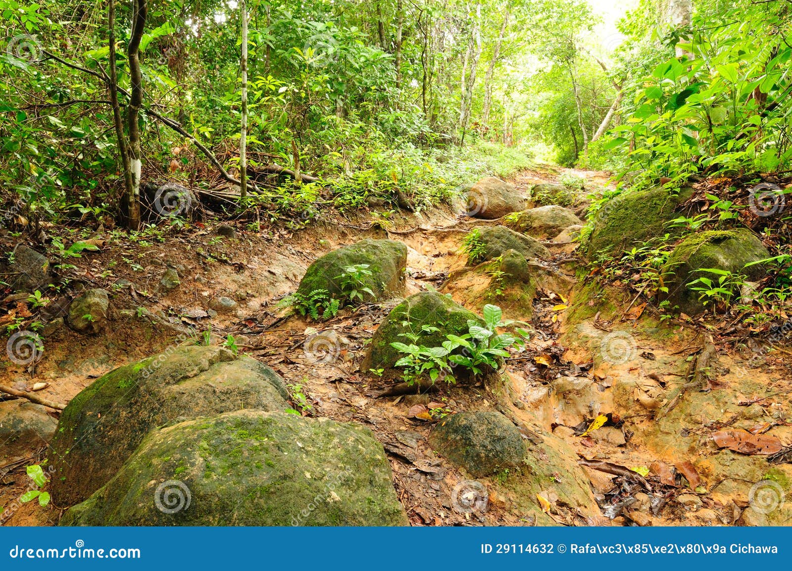 Selva Colombiana Salvaje De Darien Foto de archivo - Imagen de colombia ...