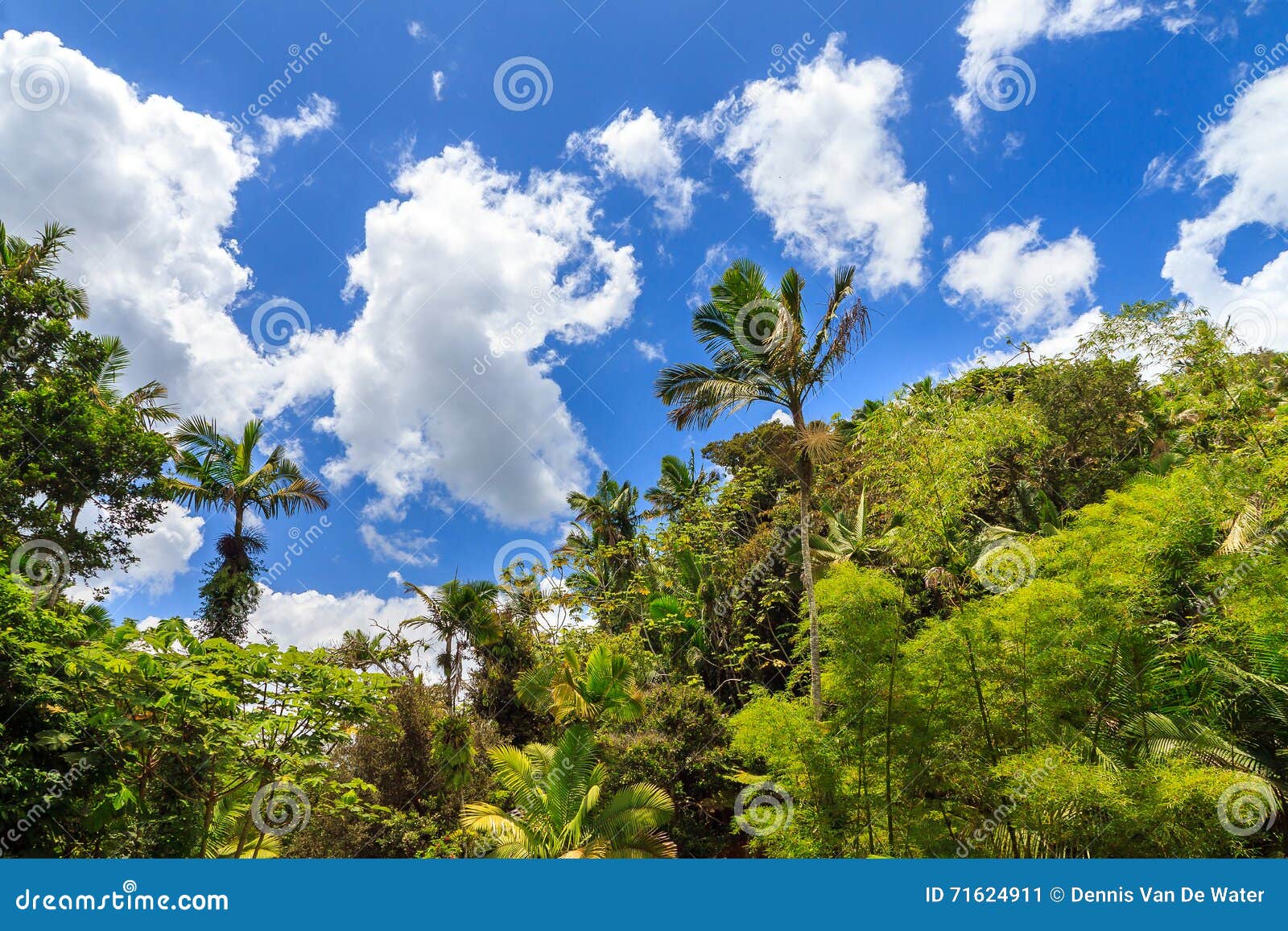 Selva del cielo azul imagen de archivo. Imagen de puerto - 71624911