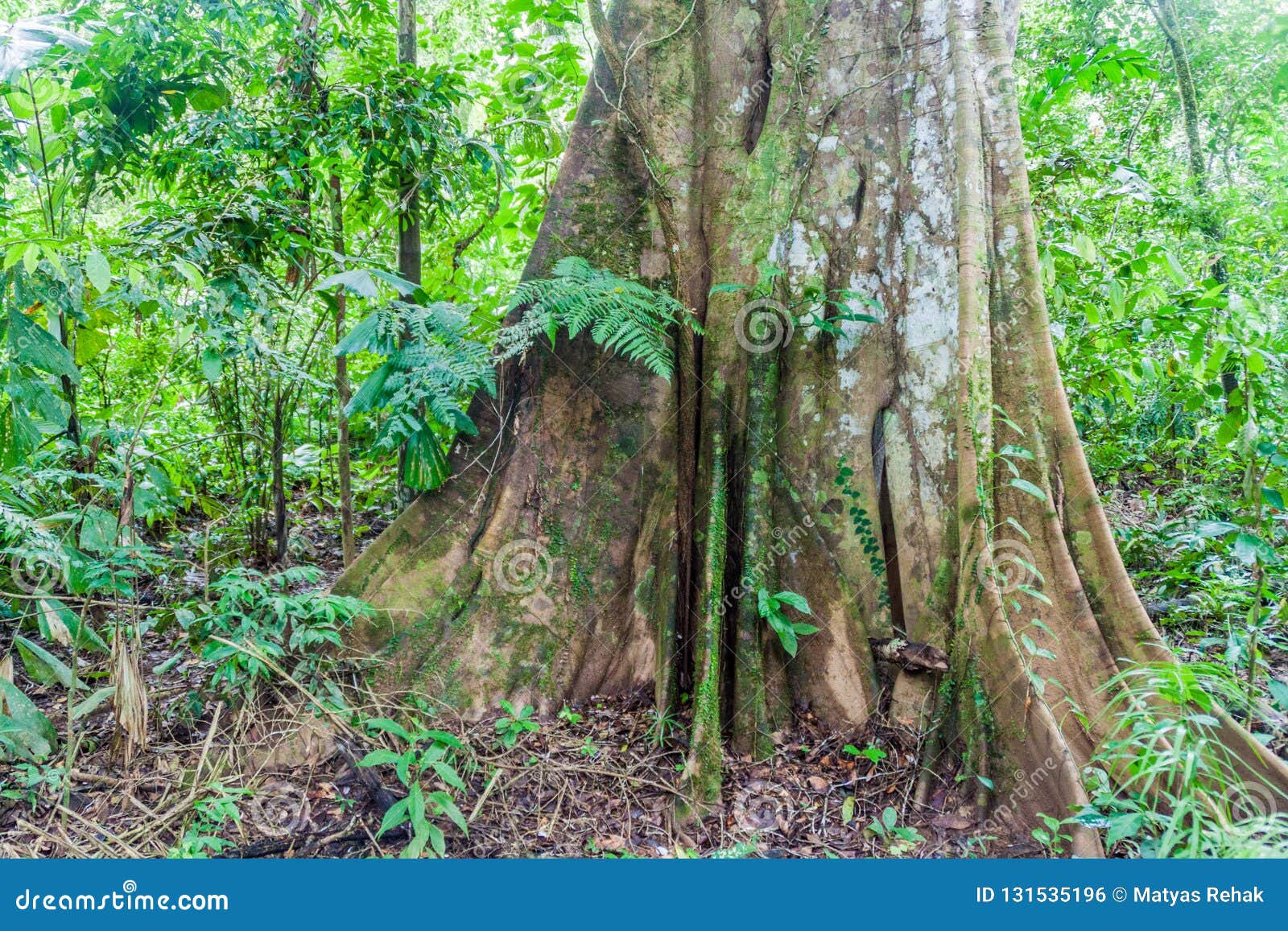 Selva Del Parque Nacional Madidi Foto de archivo - Imagen de exterior ...
