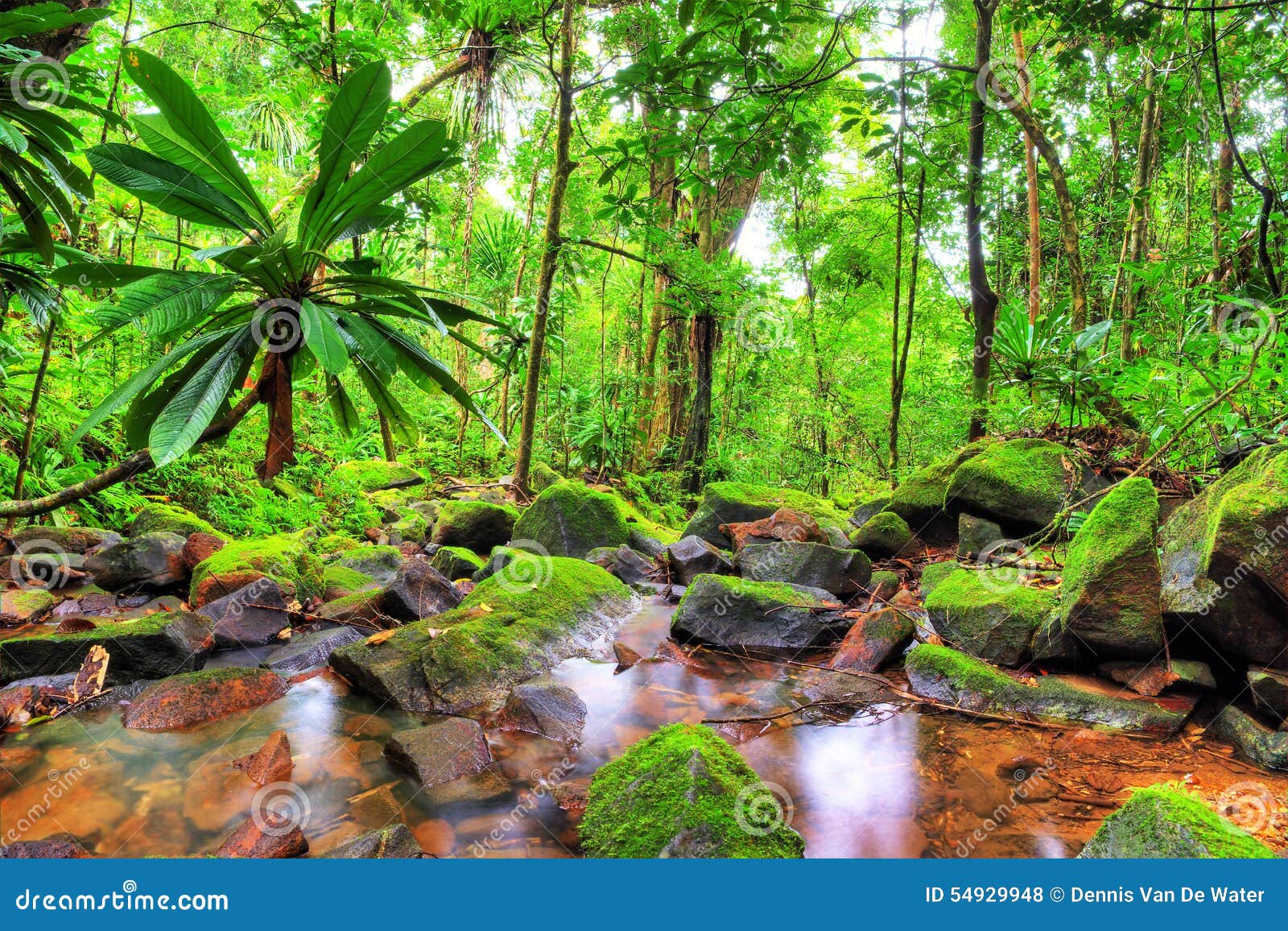 Selva del verde de Masoala foto de archivo. Imagen de bosque - 54929948