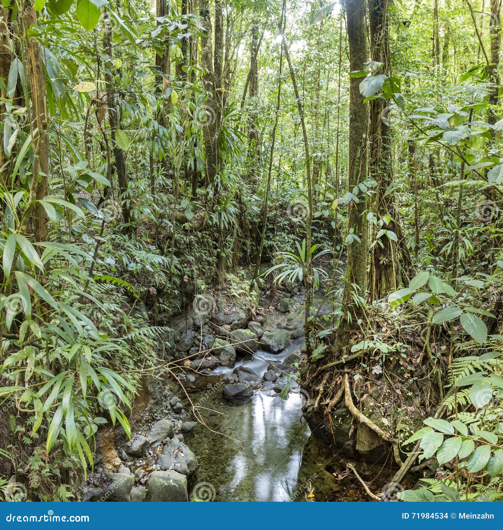 Selva Densa Com Angra Pequena Foto de Stock - Imagem de floresta ...